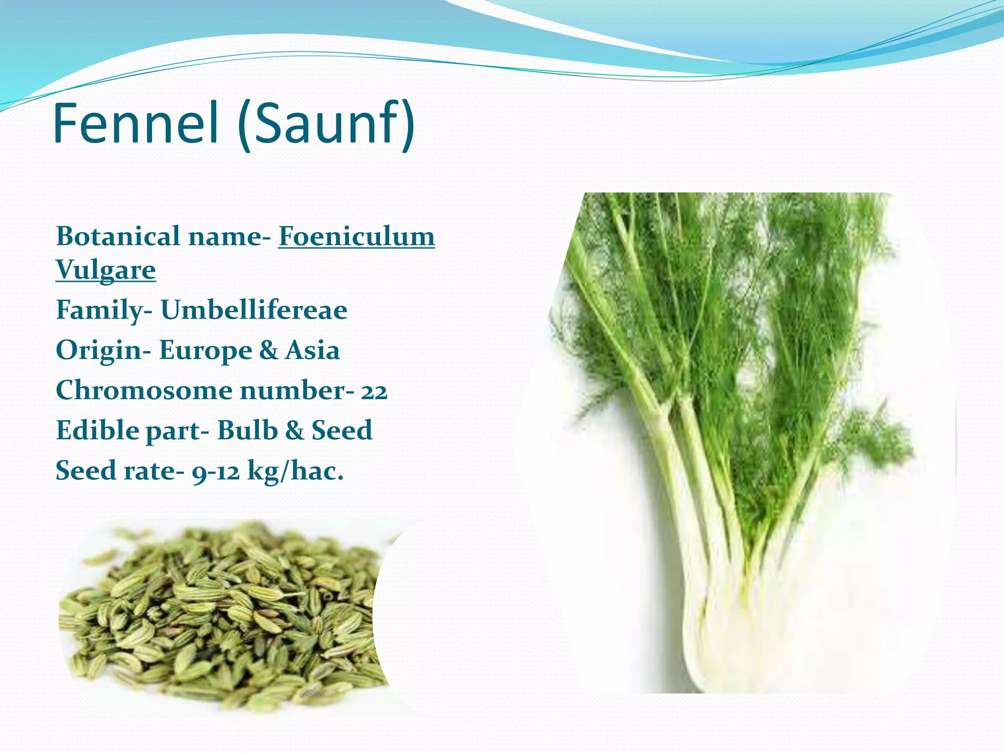 Common Vegetable Crops Identification & Seed Rates | PPTX