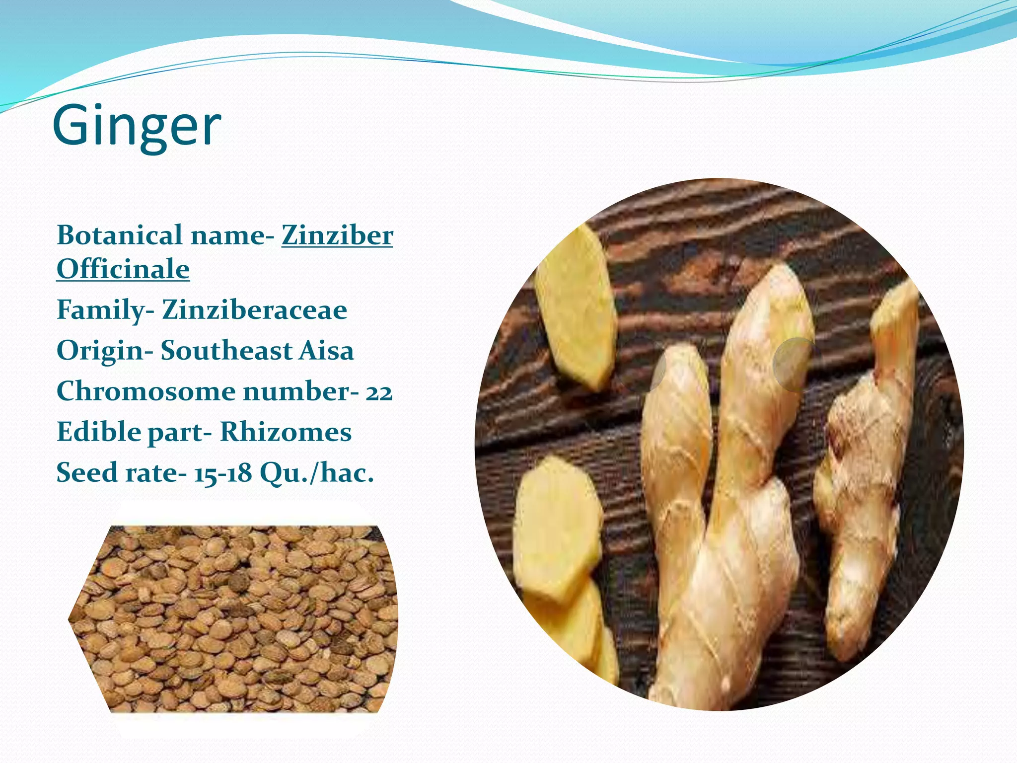 Common Vegetable Crops Identification & Seed Rates | PPTX