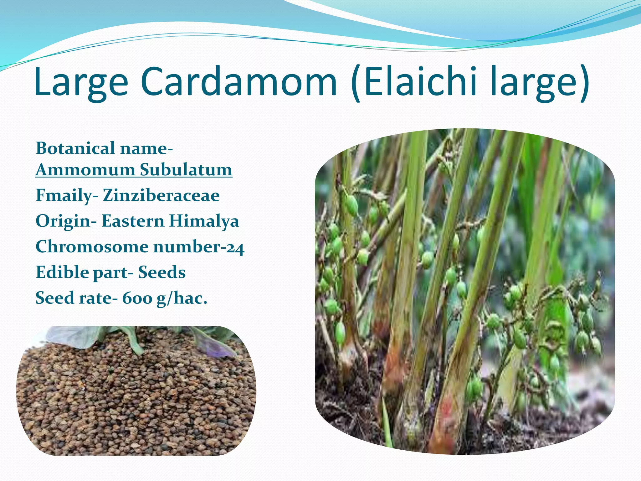 Common Vegetable Crops Identification & Seed Rates | PPTX