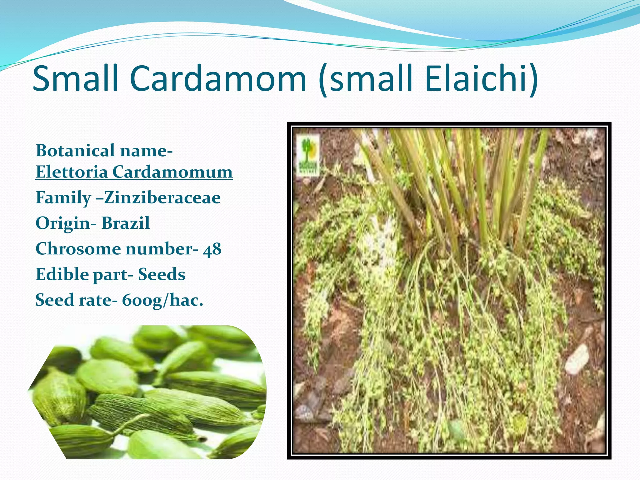 Common Vegetable Crops Identification & Seed Rates | PPTX