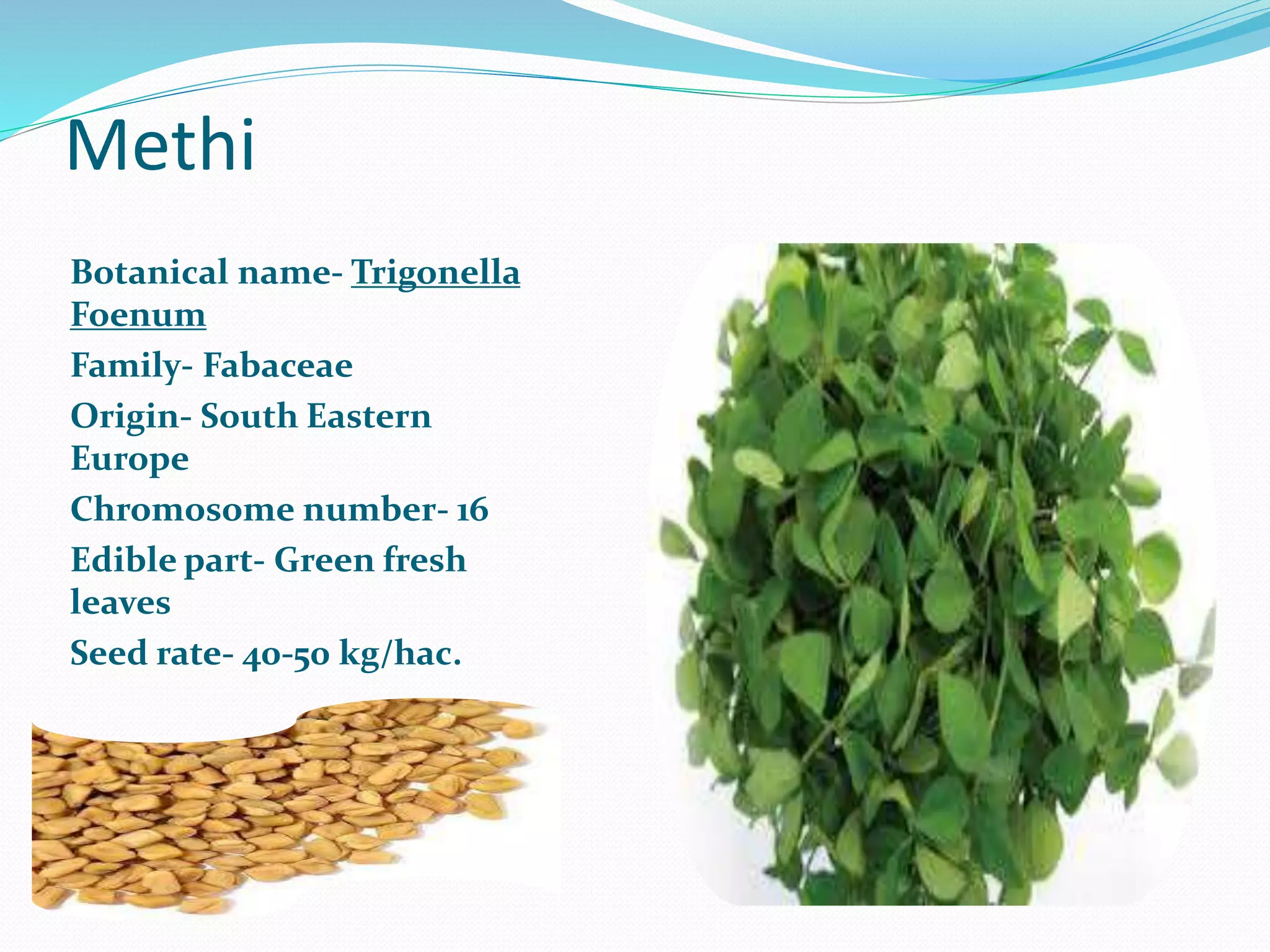 Common Vegetable Crops Identification & Seed Rates | PPTX