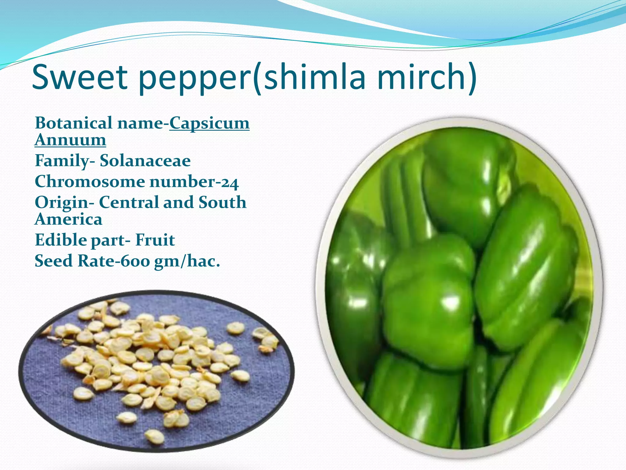 Common Vegetable Crops Identification & Seed Rates | PPTX