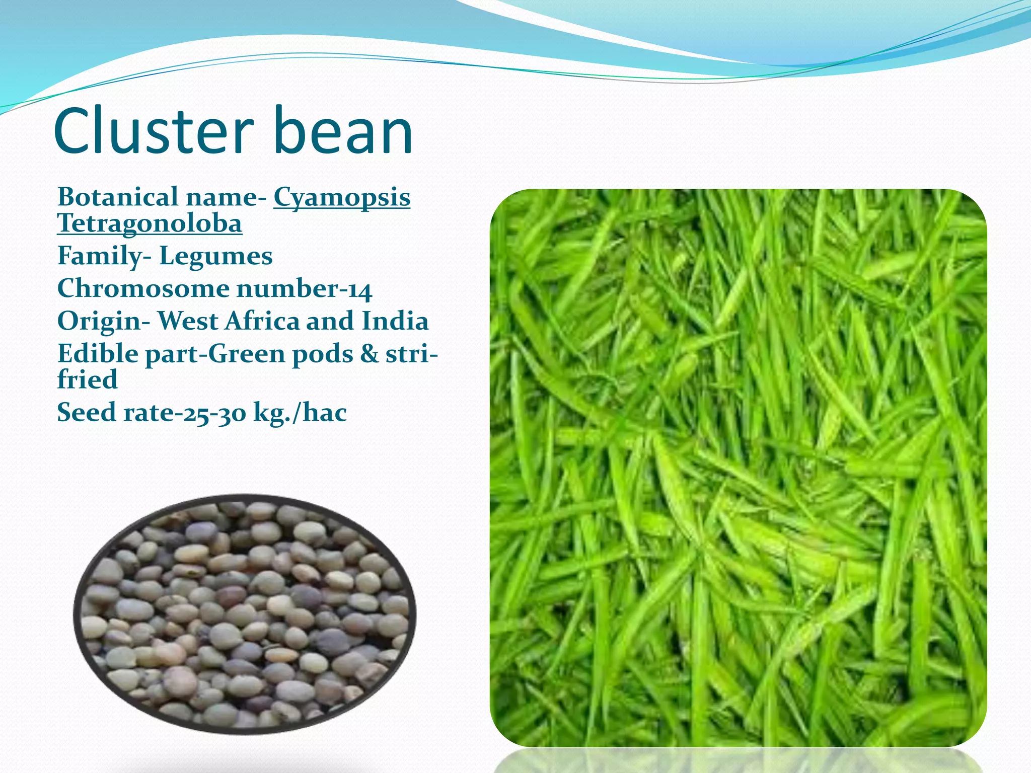 Common Vegetable Crops Identification & Seed Rates | PPTX