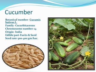 Common Vegetable Crops Identification & Seed Rates | PPTX