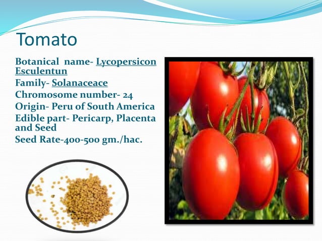 Common Vegetable Crops Identification & Seed Rates | PPTX | Gardening ...