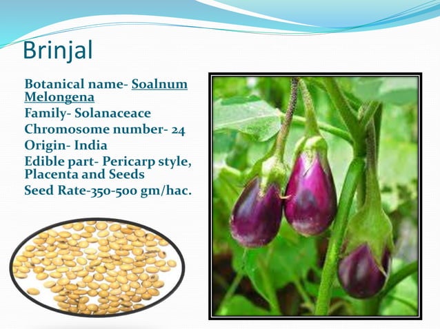 Common Vegetable Crops Identification & Seed Rates | PPTX | Gardening ...