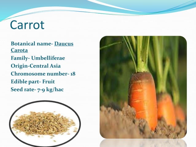 Common Vegetable Crops Identification & Seed Rates | PPTX | Gardening ...