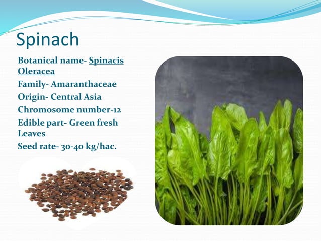 Common Vegetable Crops Identification & Seed Rates | PPTX | Gardening ...