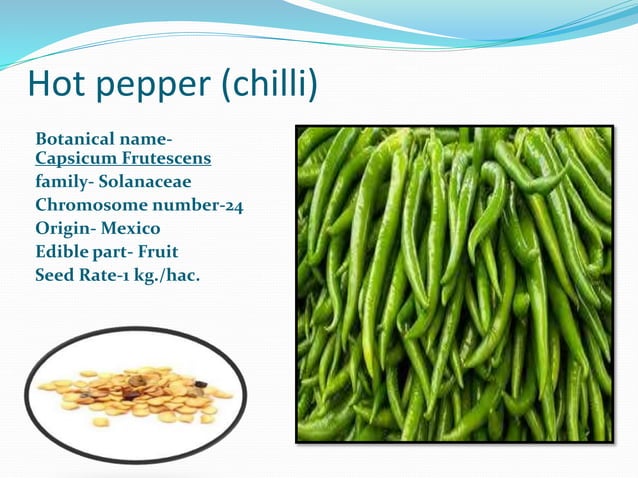 Common Vegetable Crops Identification & Seed Rates | PPTX | Gardening ...