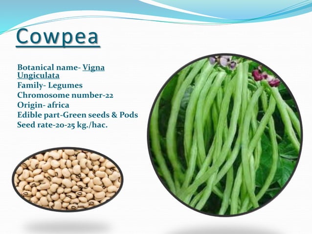 Common Vegetable Crops Identification & Seed Rates | PPTX | Gardening ...