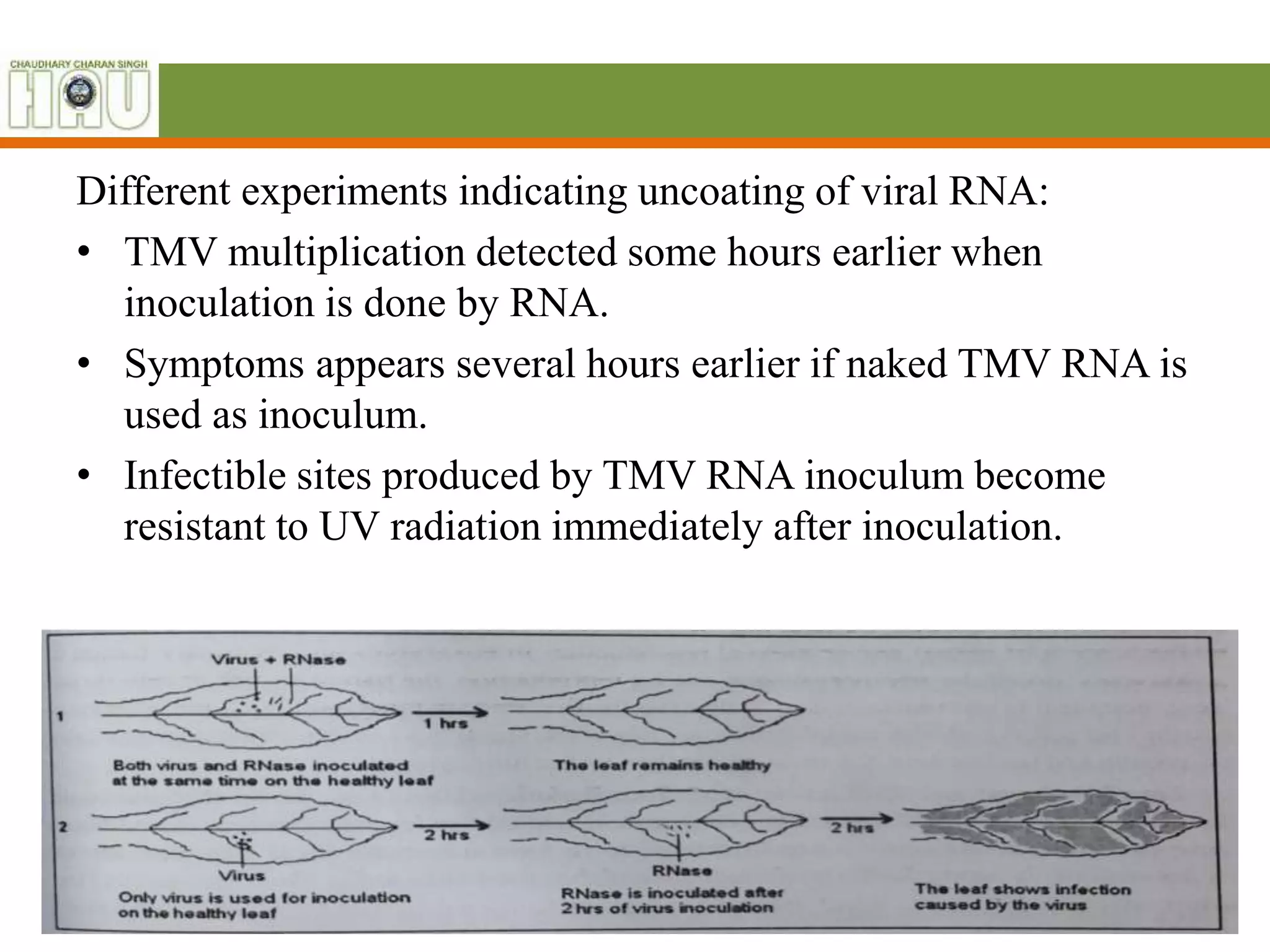 deepak virology tmv.pptx