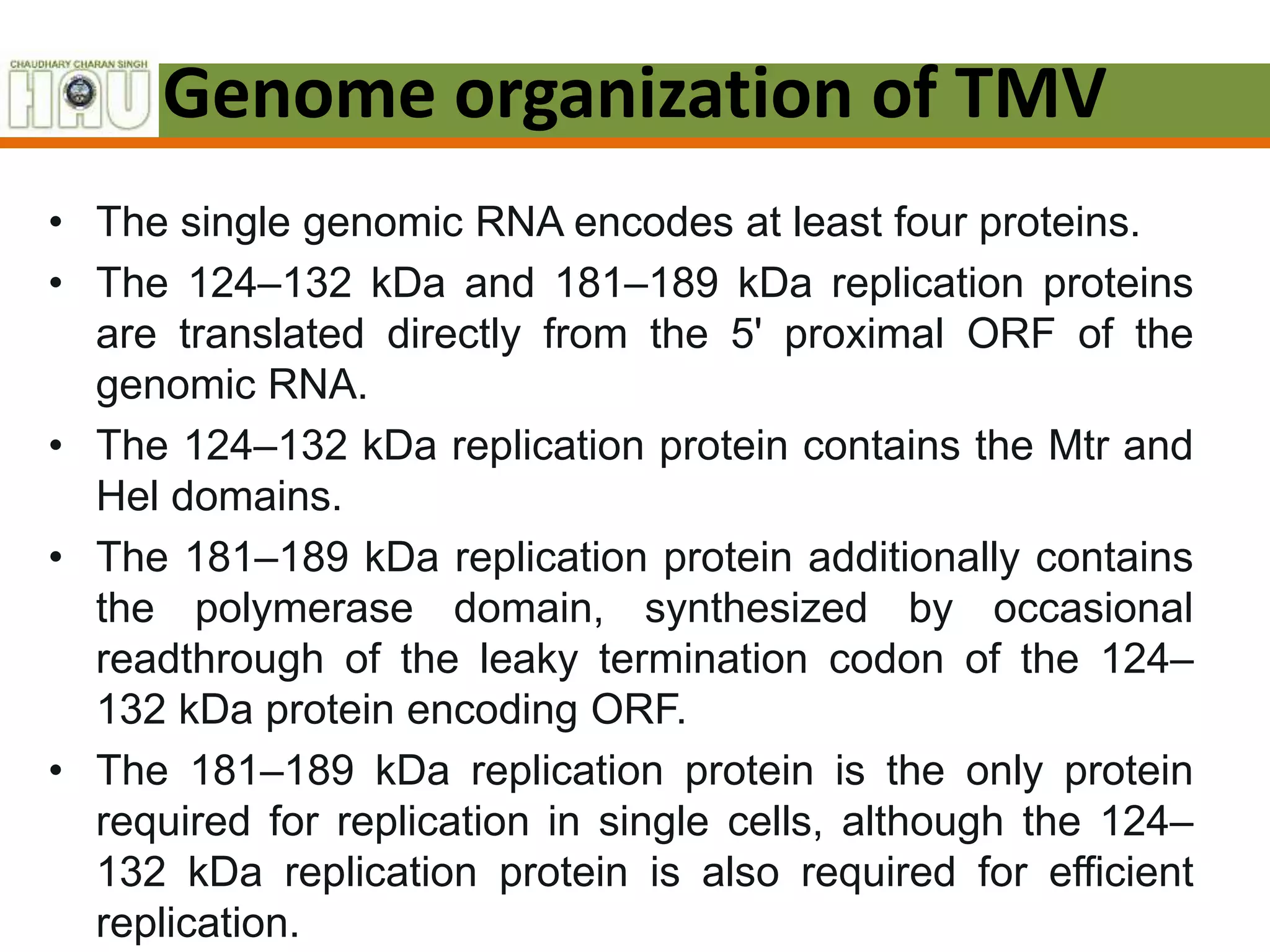deepak virology tmv.pptx
