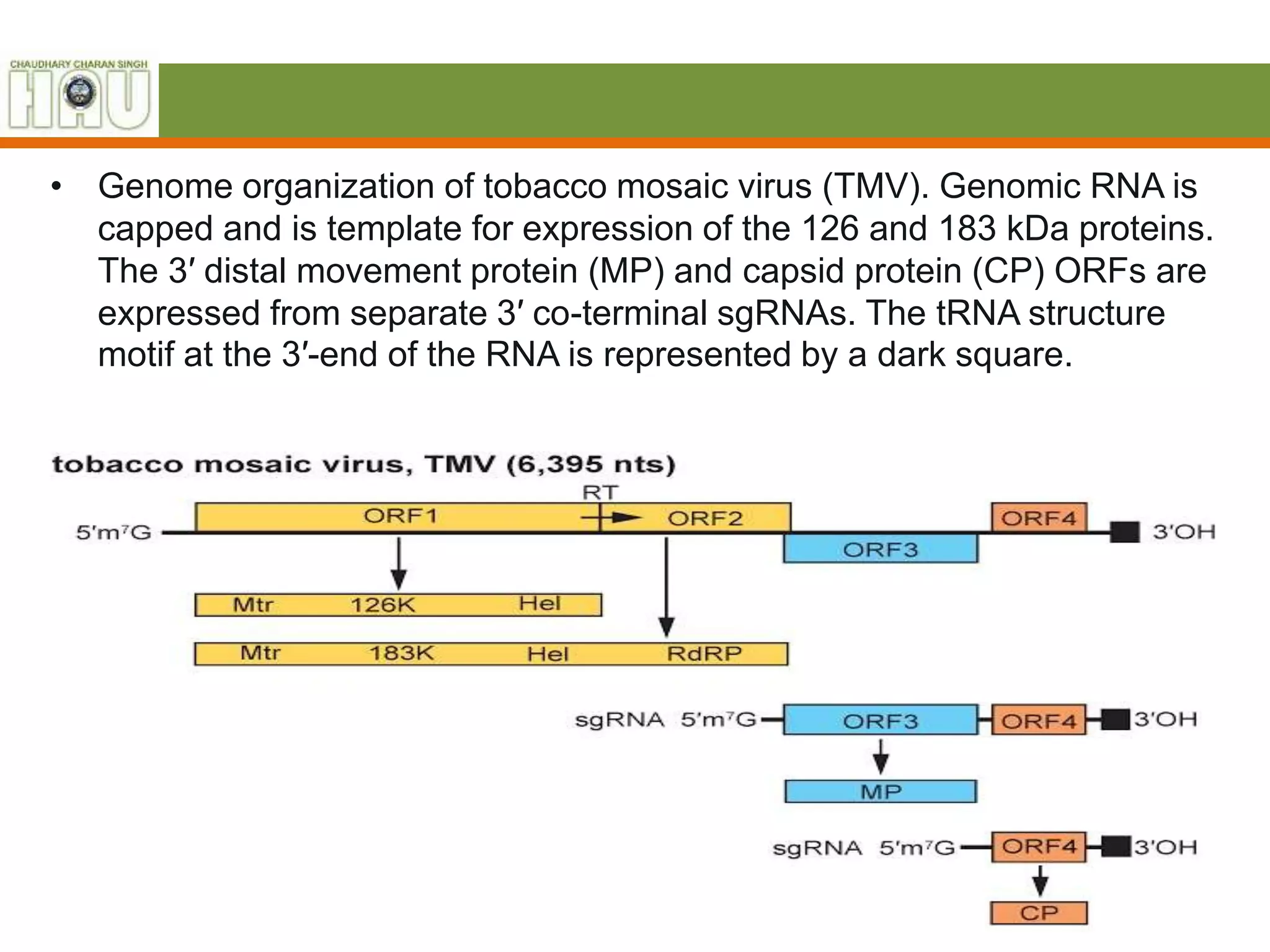 deepak virology tmv.pptx