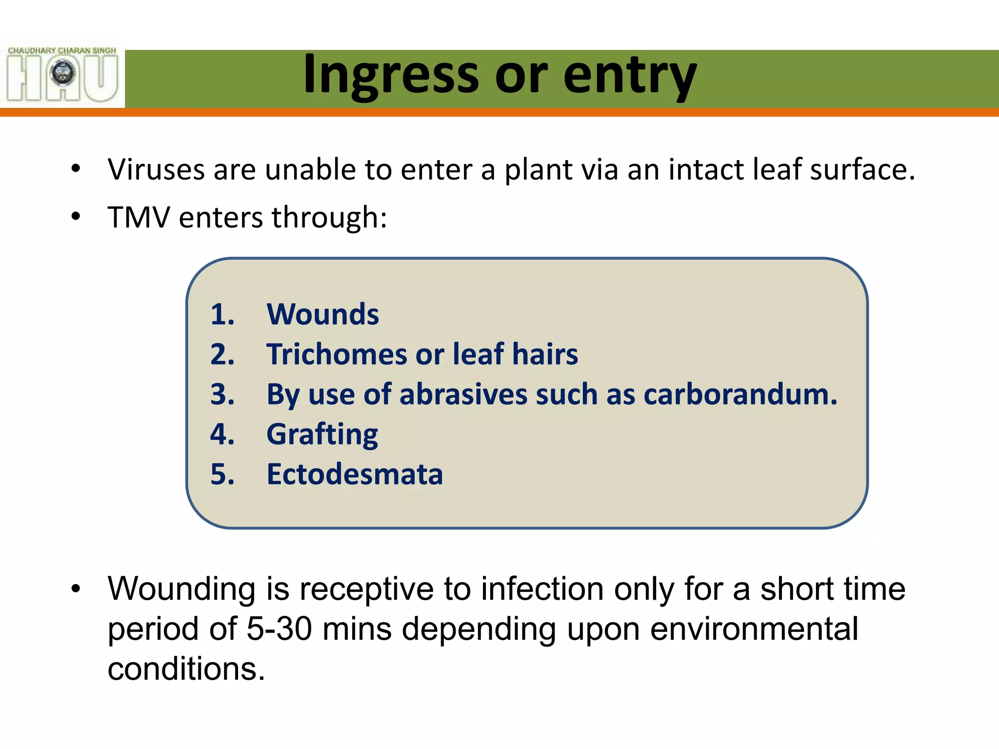 deepak virology tmv.pptx