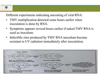 deepak virology tmv.pptx