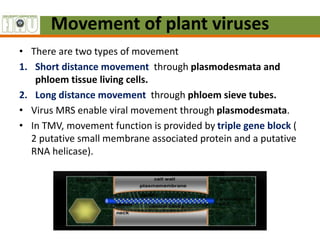 deepak virology tmv.pptx