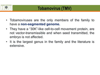deepak virology tmv.pptx
