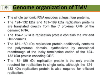 deepak virology tmv.pptx