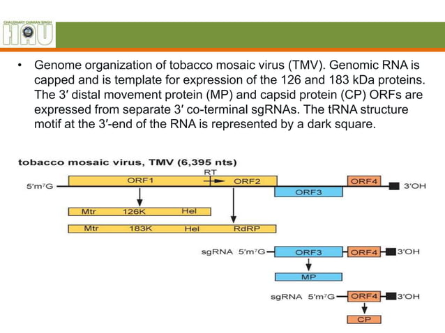 deepak virology tmv.pptx