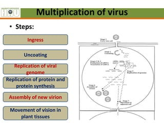 deepak virology tmv.pptx