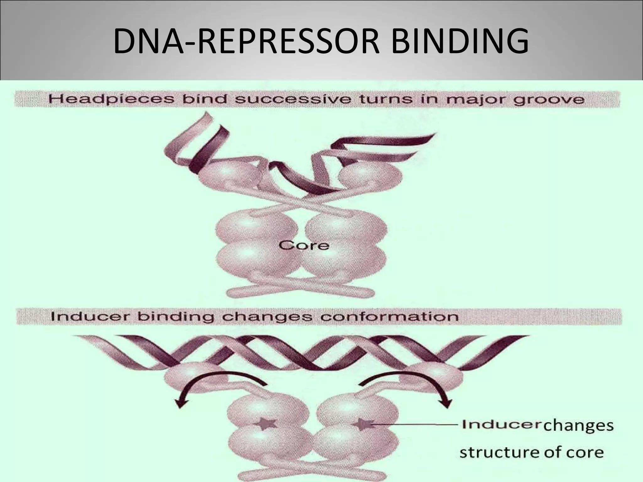 Deepali lac operon | PPT