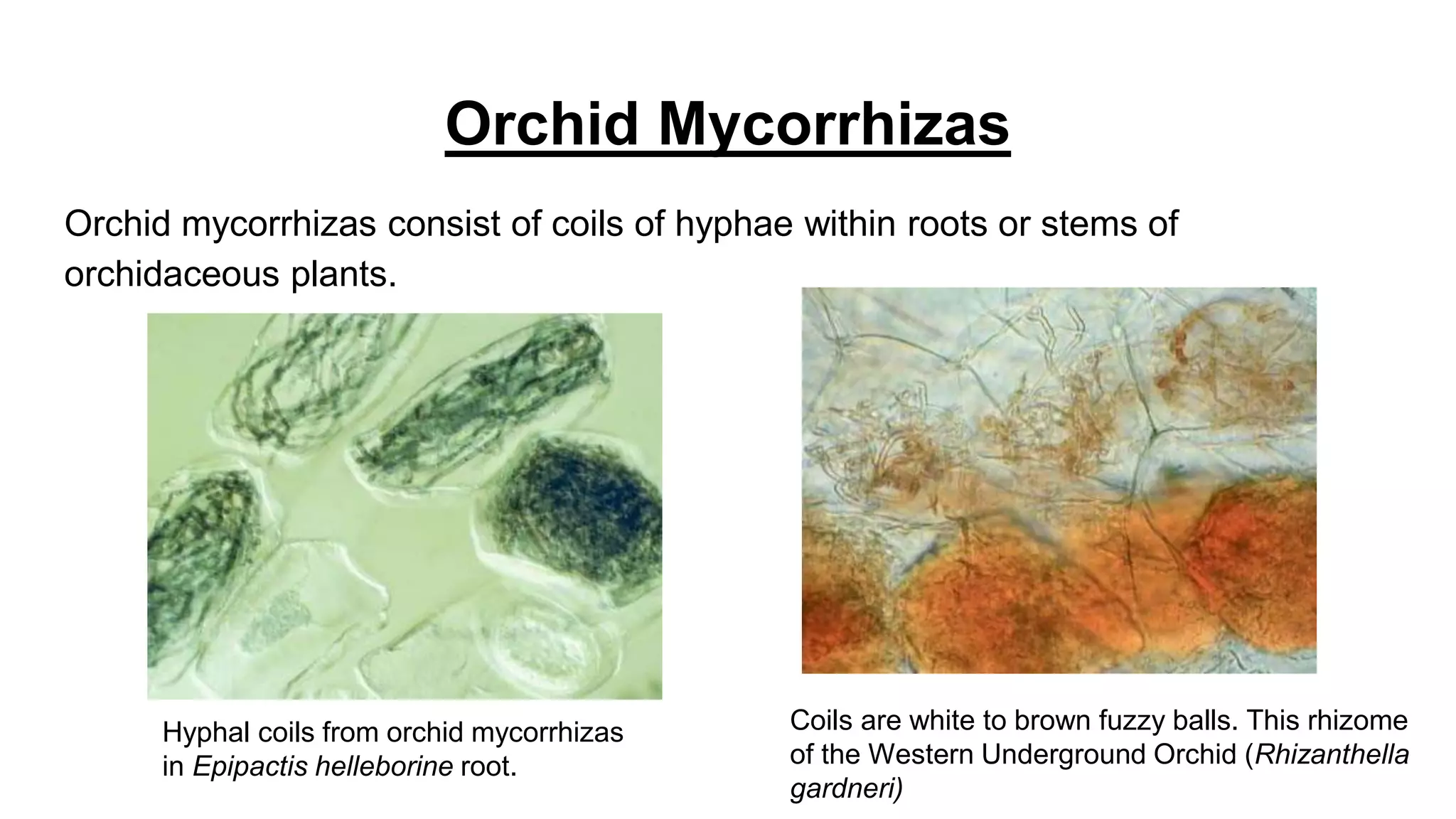 Mycorrhiza and types | PPTX