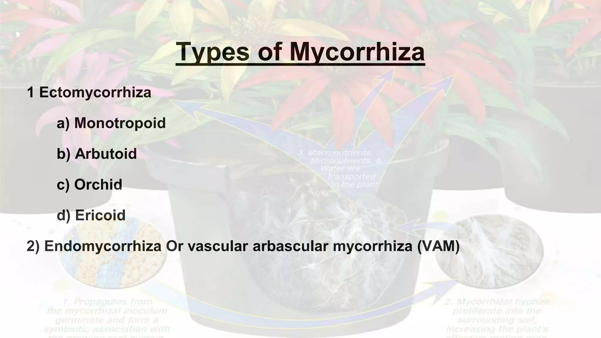 Mycorrhiza and types | PPTX