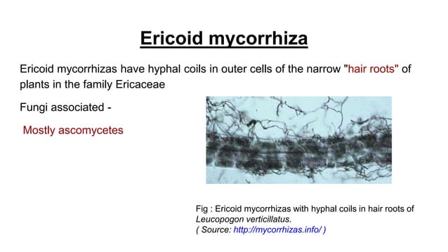 Mycorrhiza and types | PPTX