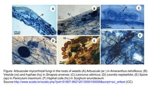 Mycorrhiza and types | PPTX