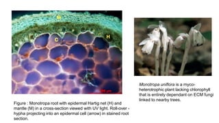 Mycorrhiza and types | PPTX