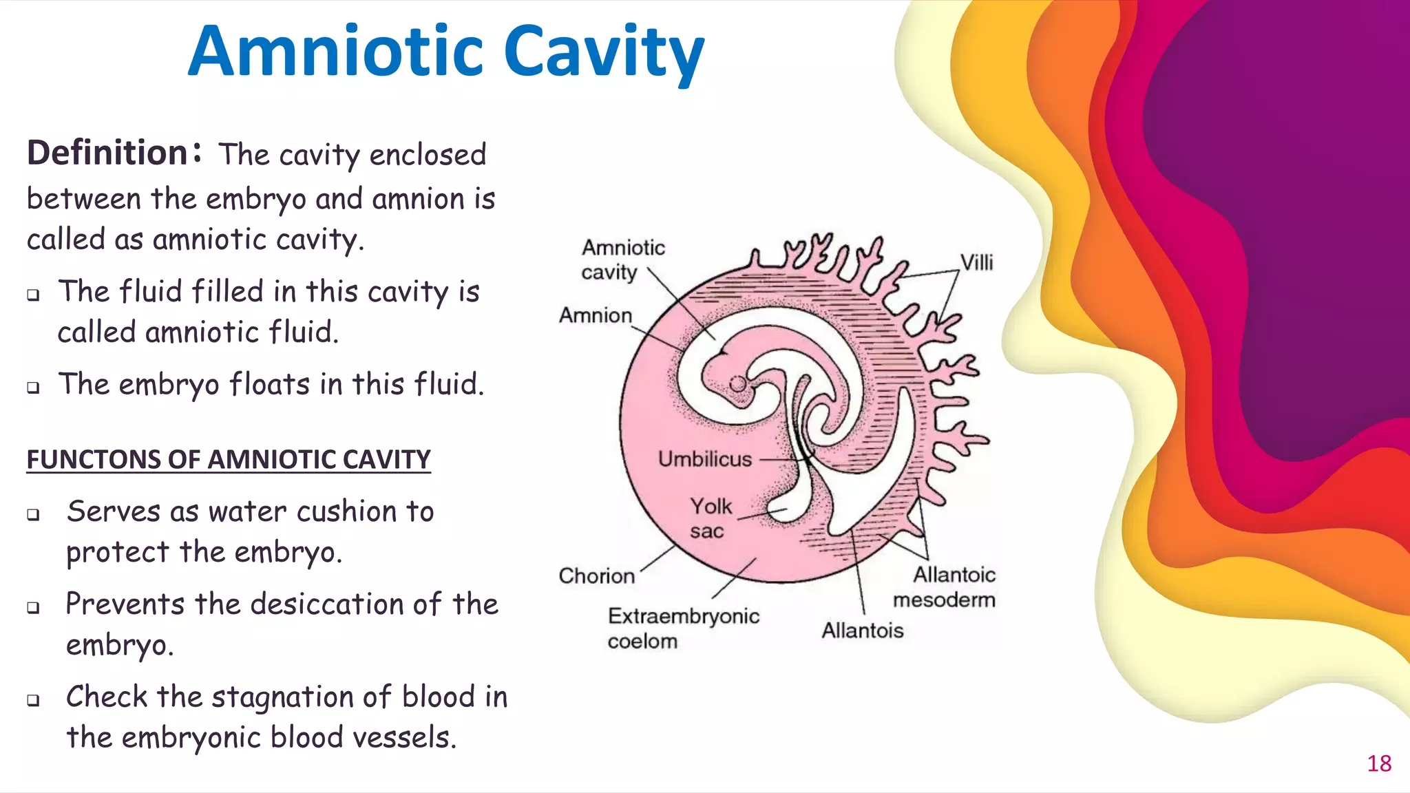 Extra Embryonic Membranes Of Chick | PDF