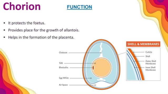Extra Embryonic Membranes Of Chick | PDF | Pregnancy | Reproductive Health