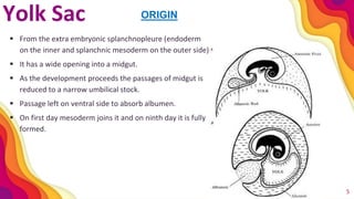 Extra Embryonic Membranes Of Chick | PDF