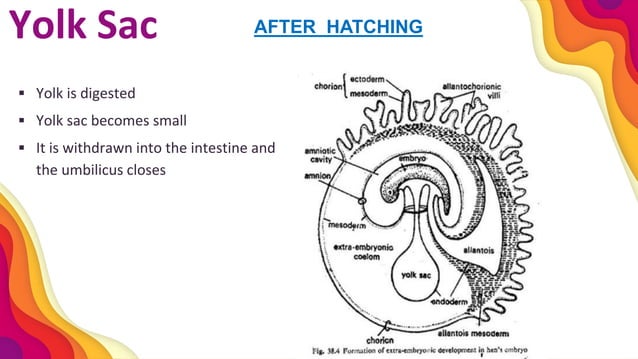 Extra Embryonic Membranes Of Chick | PDF | Pregnancy | Reproductive Health