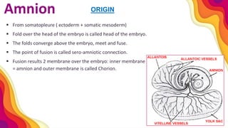 Extra Embryonic Membranes Of Chick | PDF