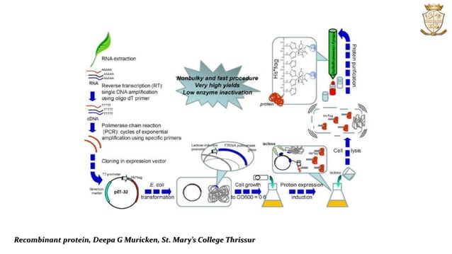 Biochemistry:Recombinant Protein : An Overview | PPTX | Biotech and ...