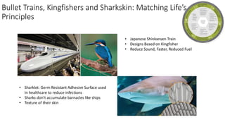 Deep Biomimicry: Co-creating With the Dream of Nature | PDF