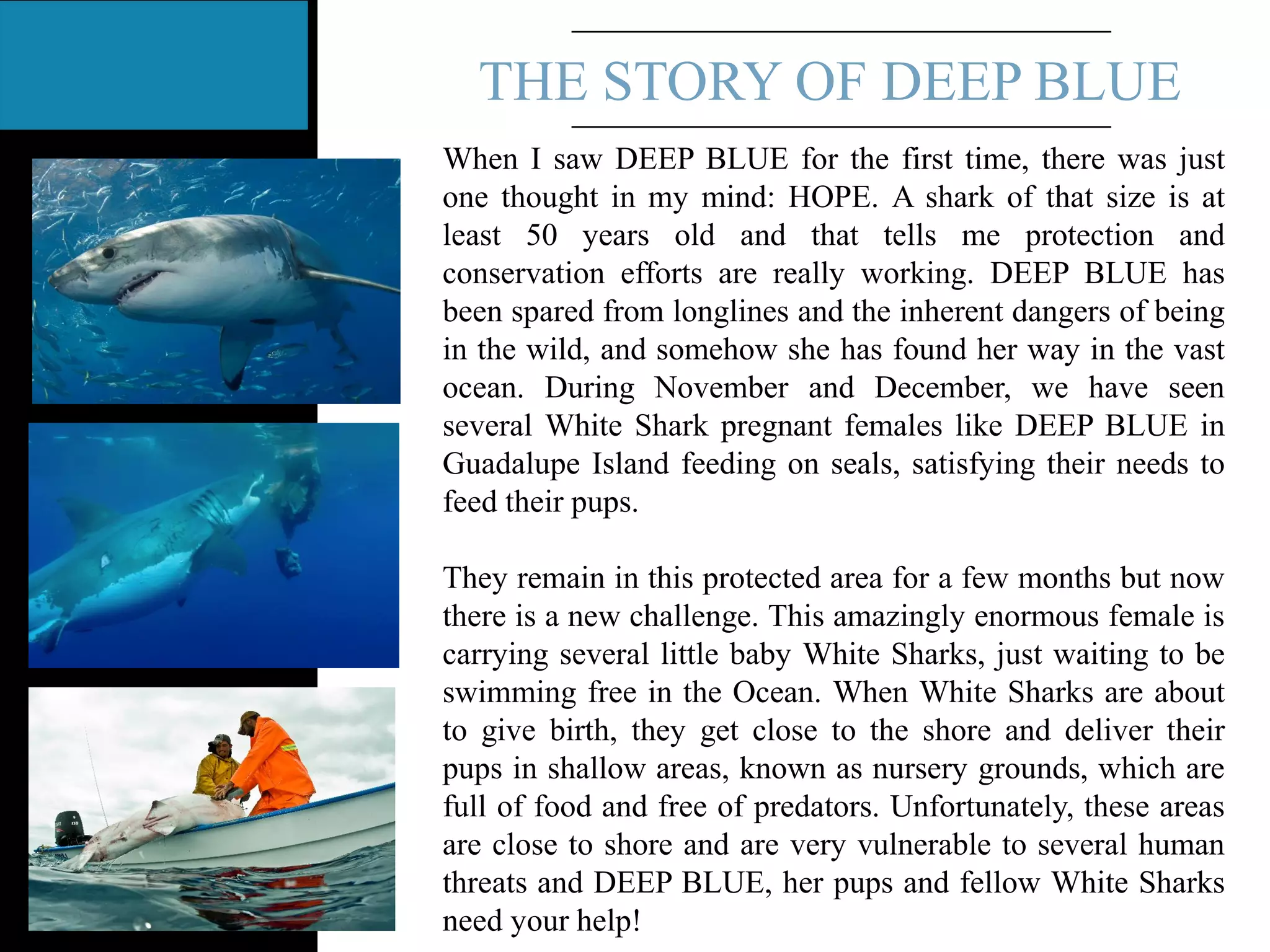 Deep Blue | PDF