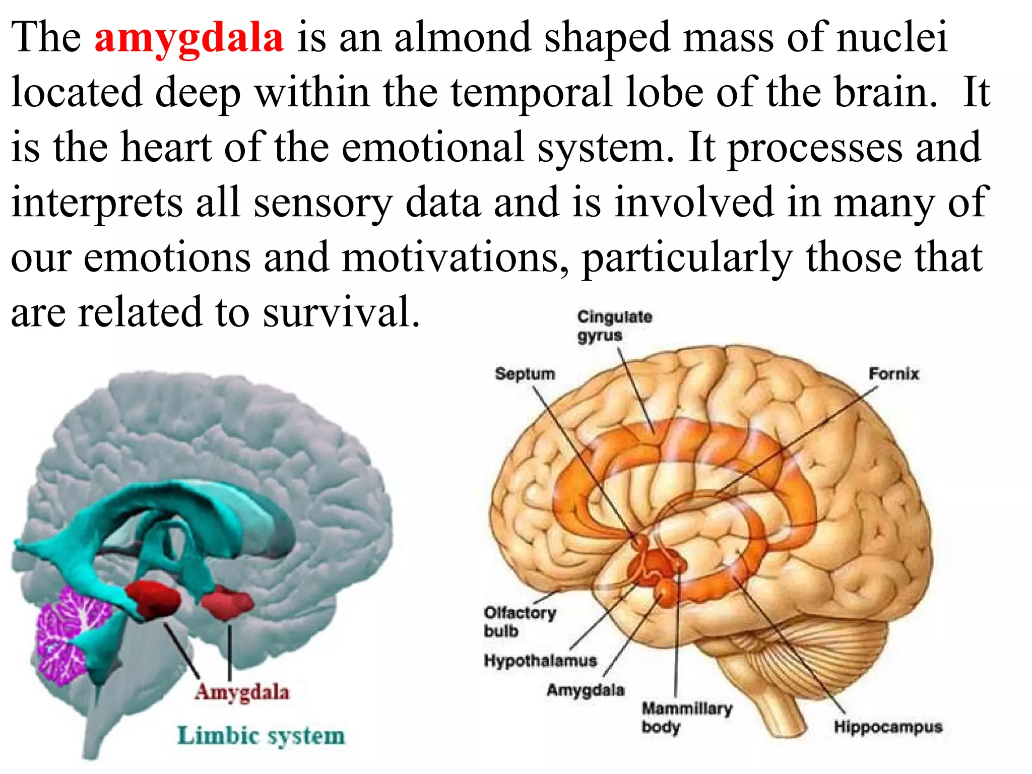 Deep brain structures | PPT | Endocrine and Metabolic Diseases ...