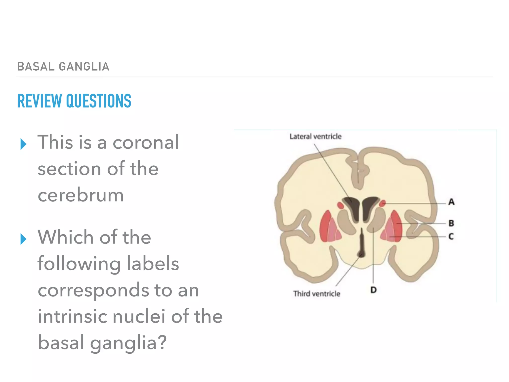 Deep brain structures | PDF