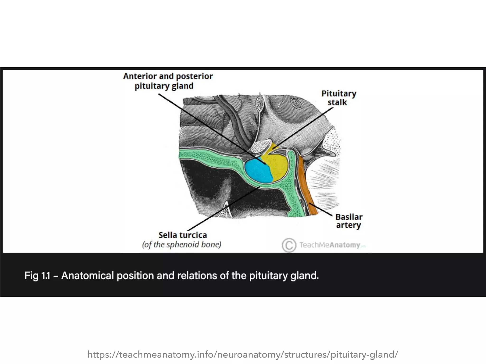 Deep brain structures | PDF