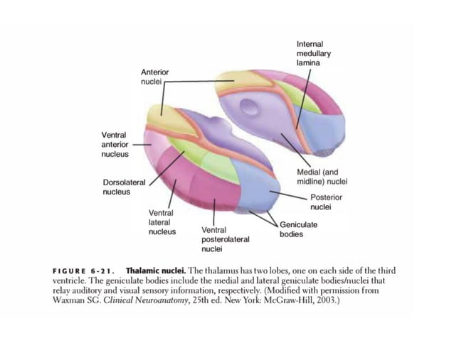 Deep brain structures | PDF