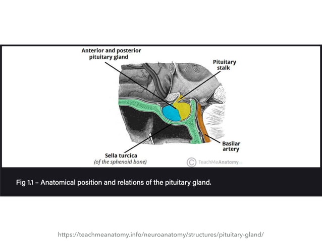 Deep brain structures | PDF