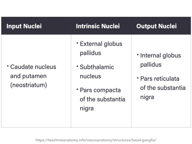 Deep brain structures | PDF