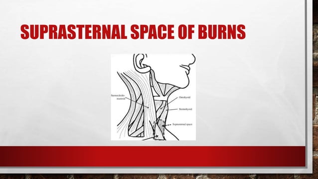 Deep cervical fascia.pptx
