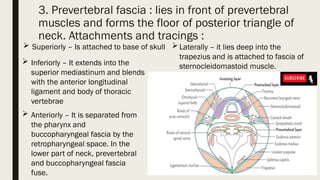 medical anatomy of deep Cervical fascia.pptx