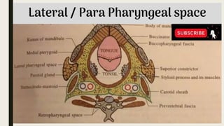 medical anatomy of deep Cervical fascia.pptx