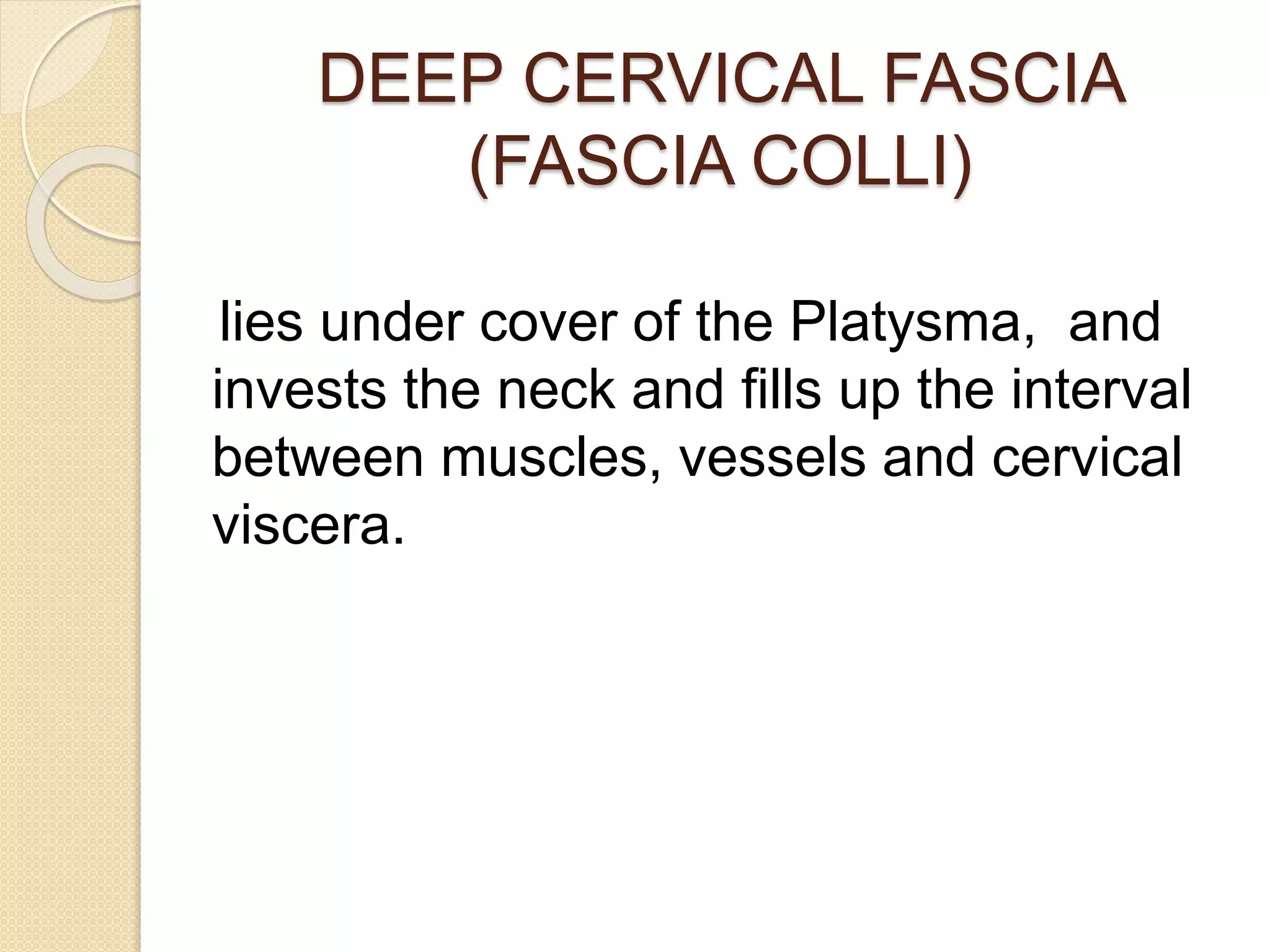 Deep cervical fascia | PPTX
