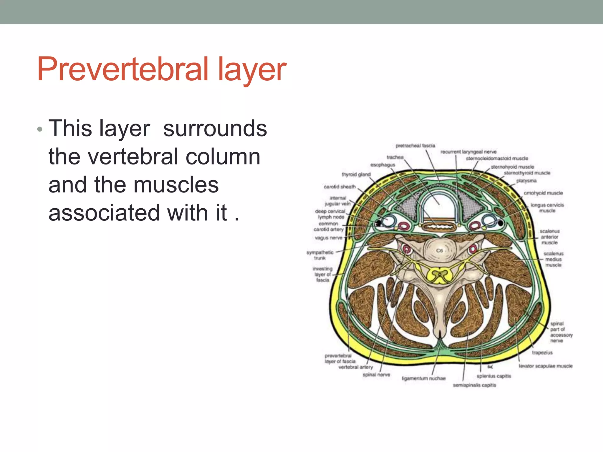 Deep cervical fascia.-2pptx.pptx