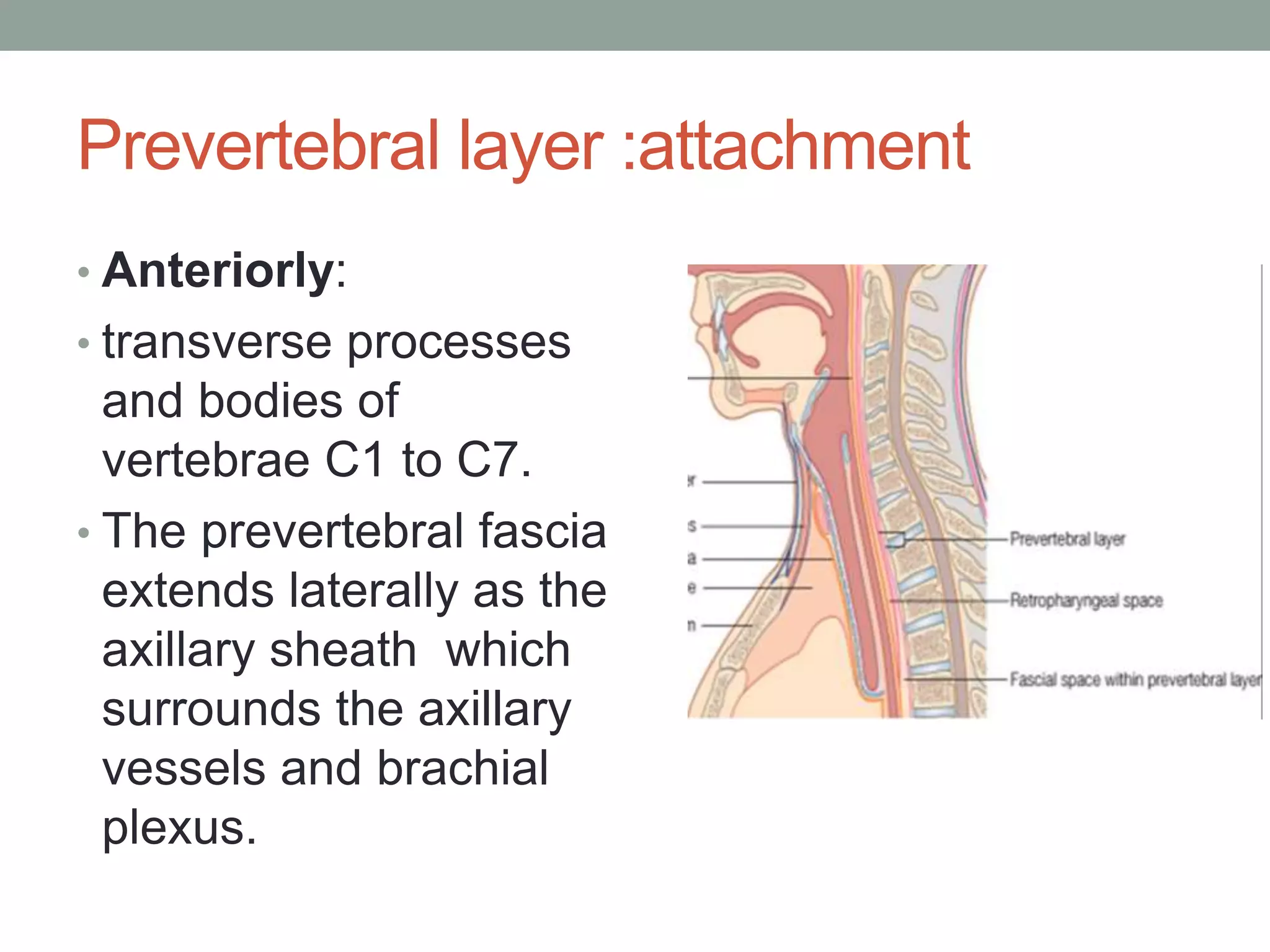 Deep cervical fascia.-2pptx.pptx
